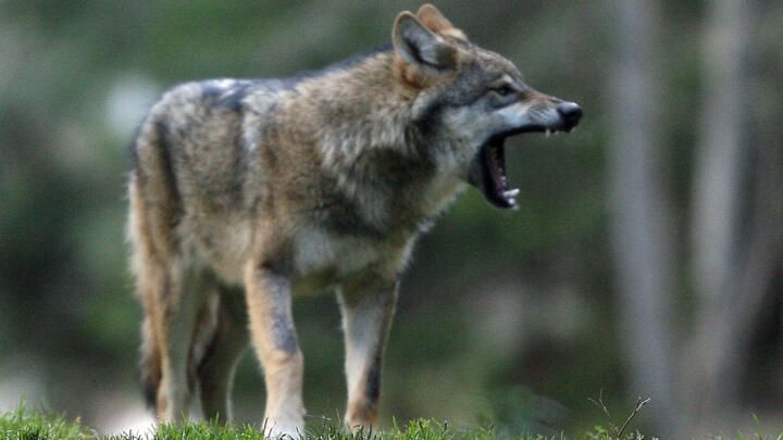 France's love-hate relationship with wolves