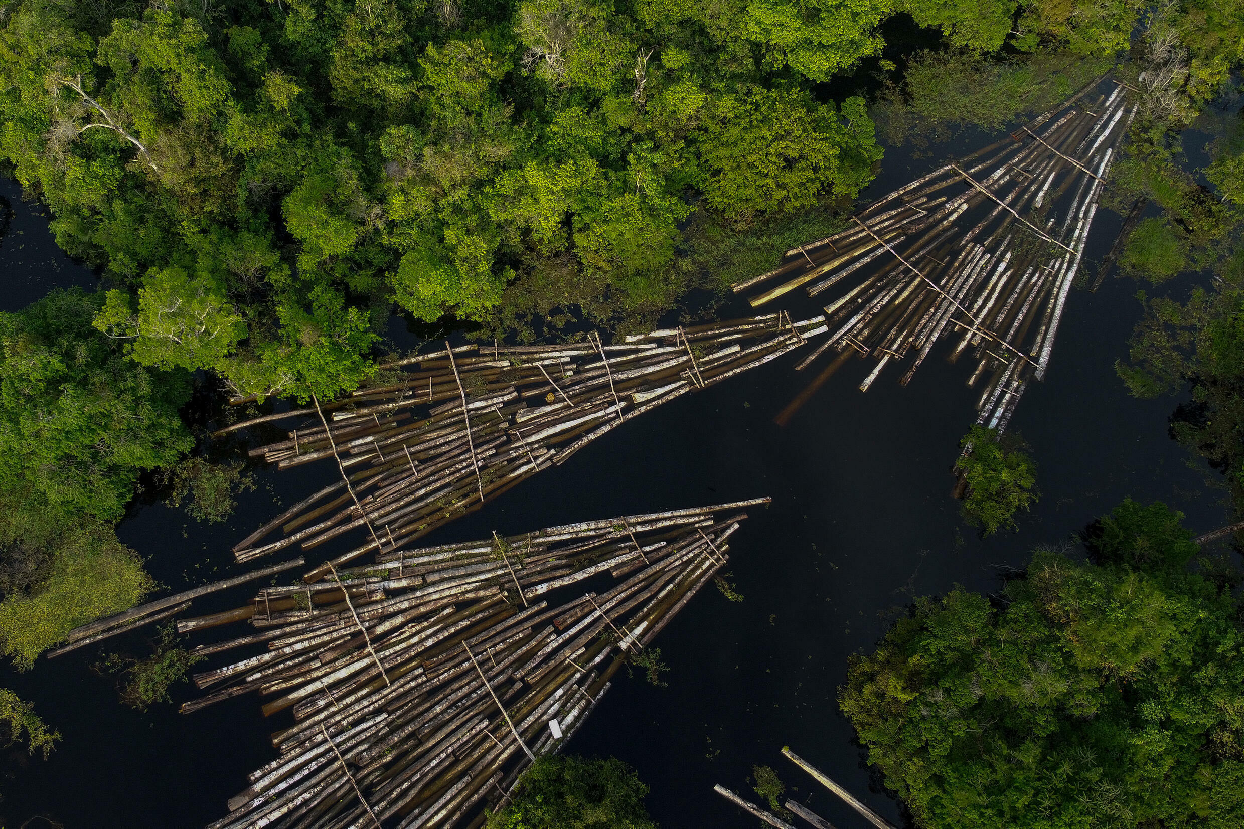 Damaged Amazon rainforest teetering on the brink