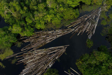 Damaged Amazon rainforest teetering on the brink