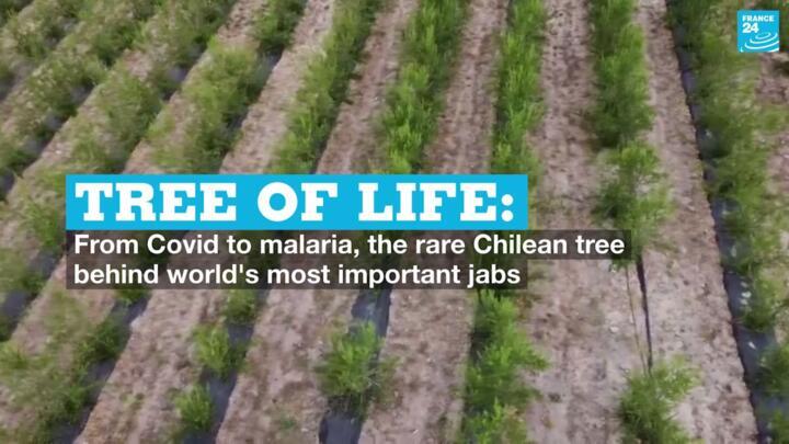 Tree of life: The rare Chilean tree behind world's most important ...