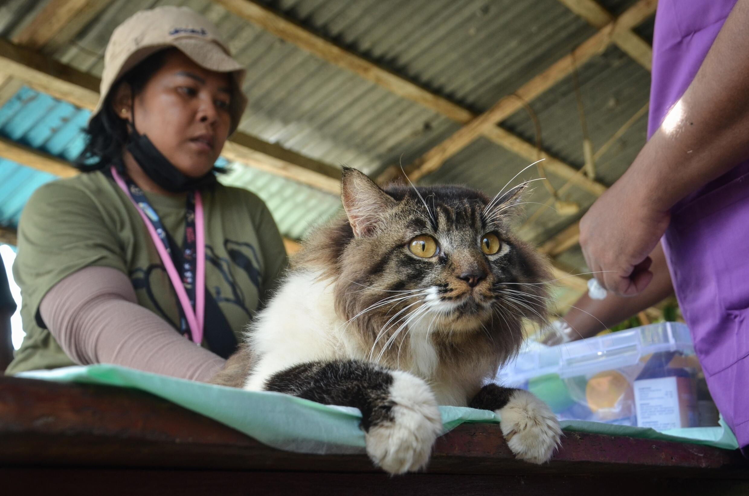 Rescuers brave Indonesia volcano eruptions to save pets