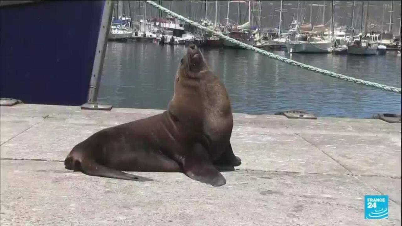 What's behind South Africa's rise in seal attacks? - France 24