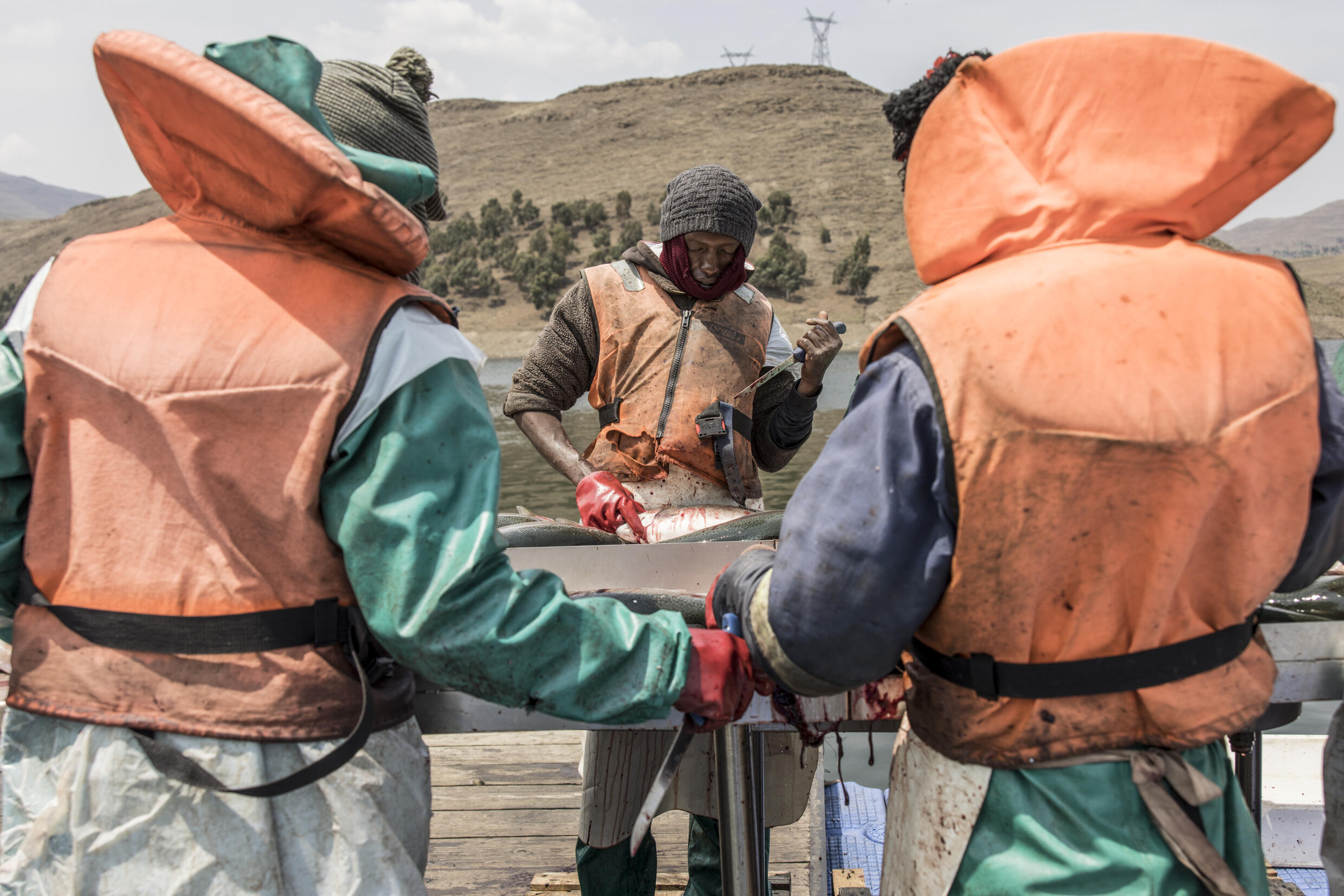 Mountainous Lesotho finds gold in trout fish farming