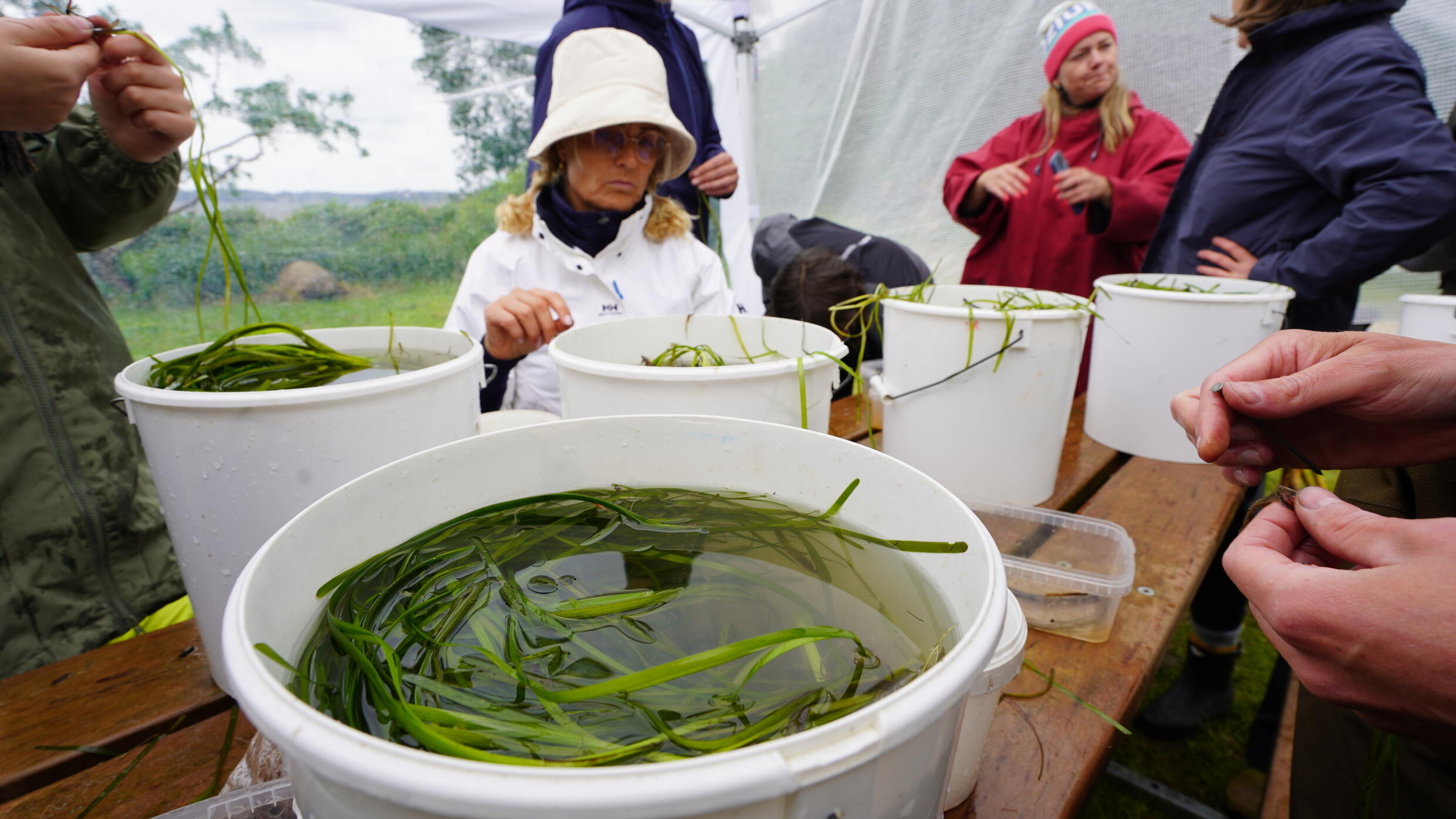 Underwater gardeners plant eelgrass to save 'dead' Danish fjord