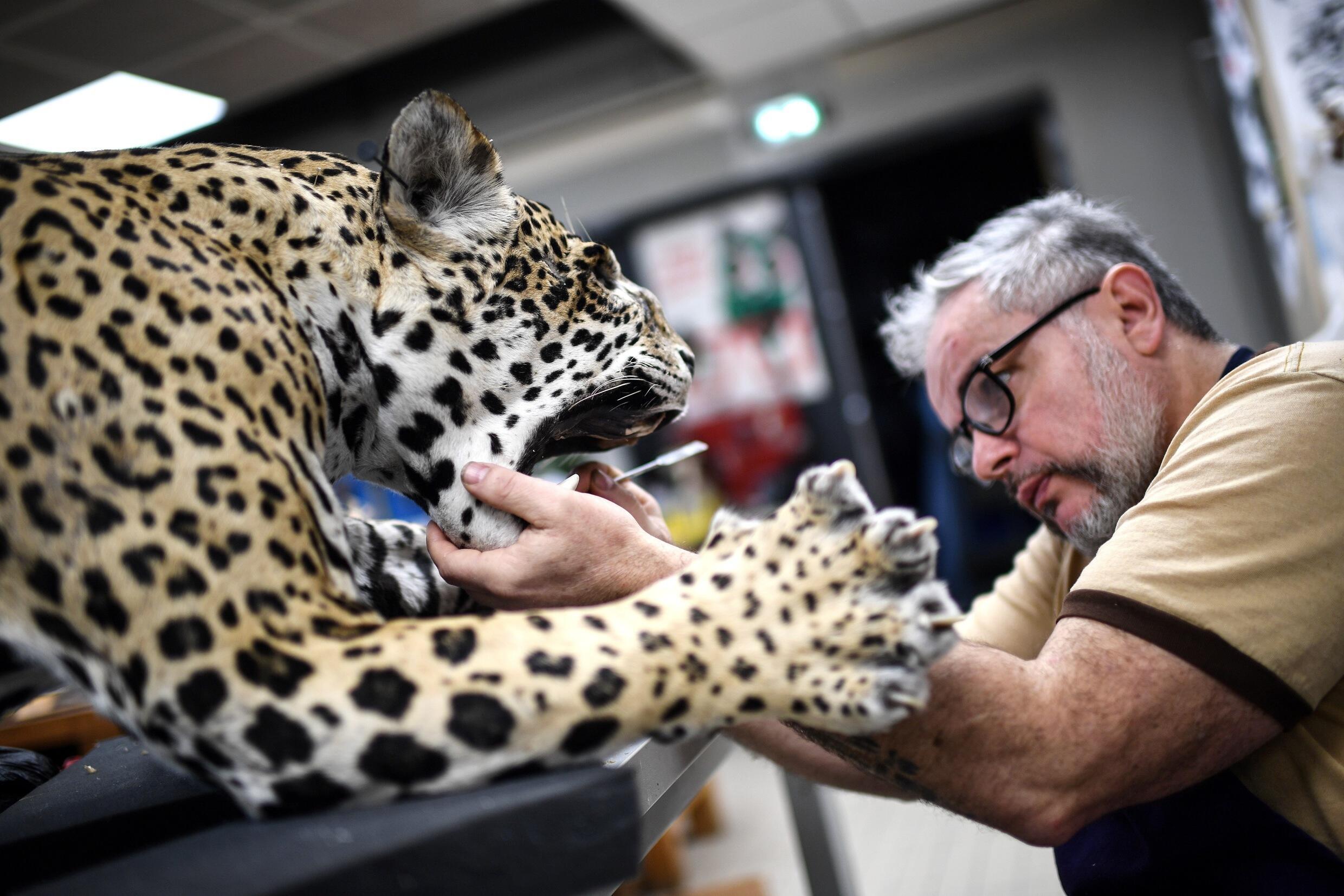 Le peuple majestueux des félins se dévoile à la Grande galerie de l ...