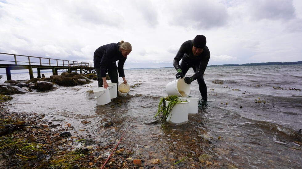 Underwater gardeners plant eelgrass to save 'dead' Danish fjord