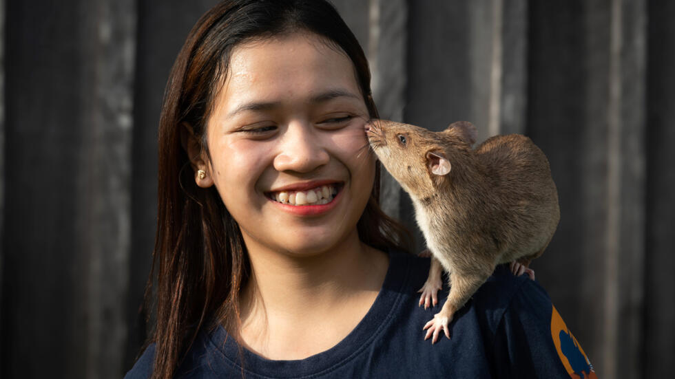 Giant rat wins world record for sniffing out landmines in Cambodia