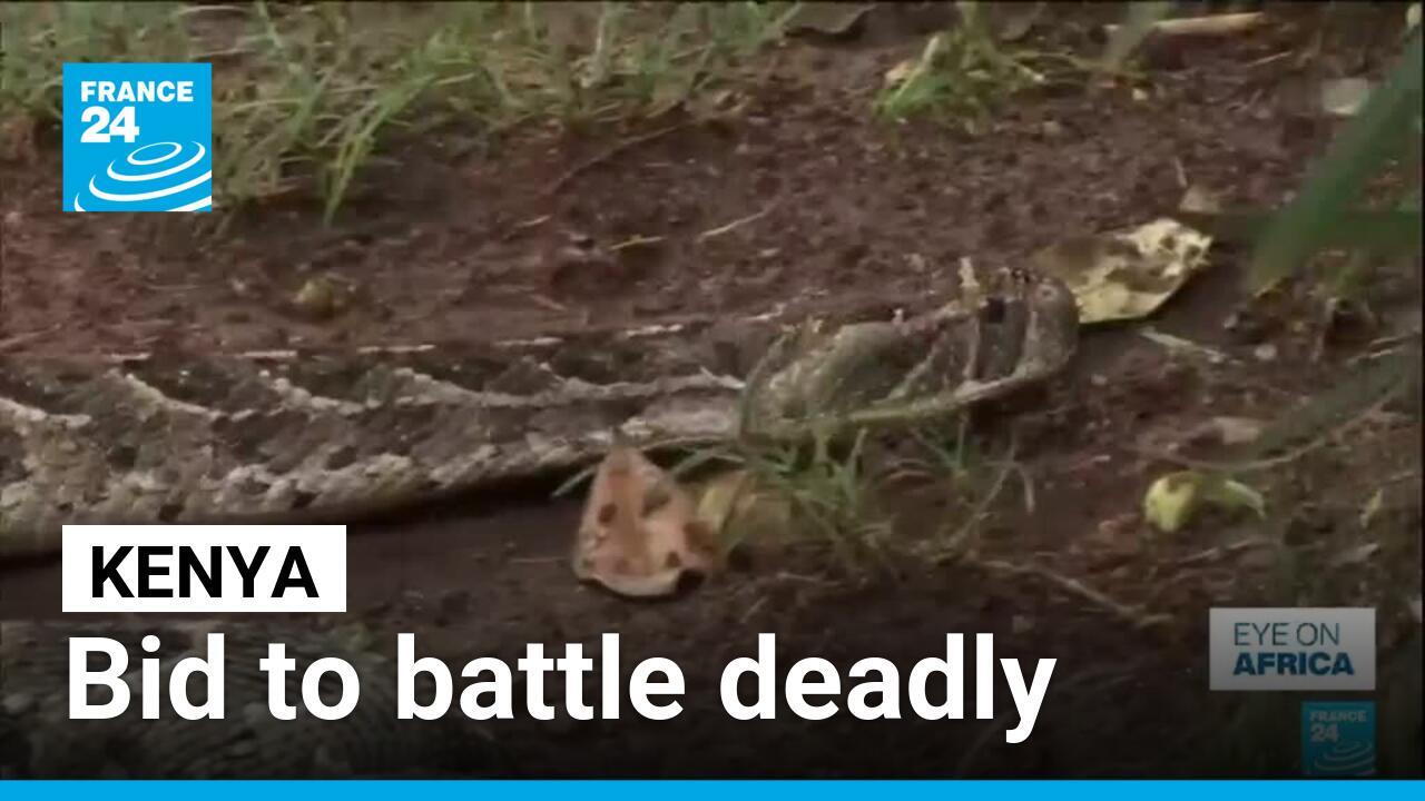 Kenya seeks to develop antivenoms to reduce snake bite deaths - France 24