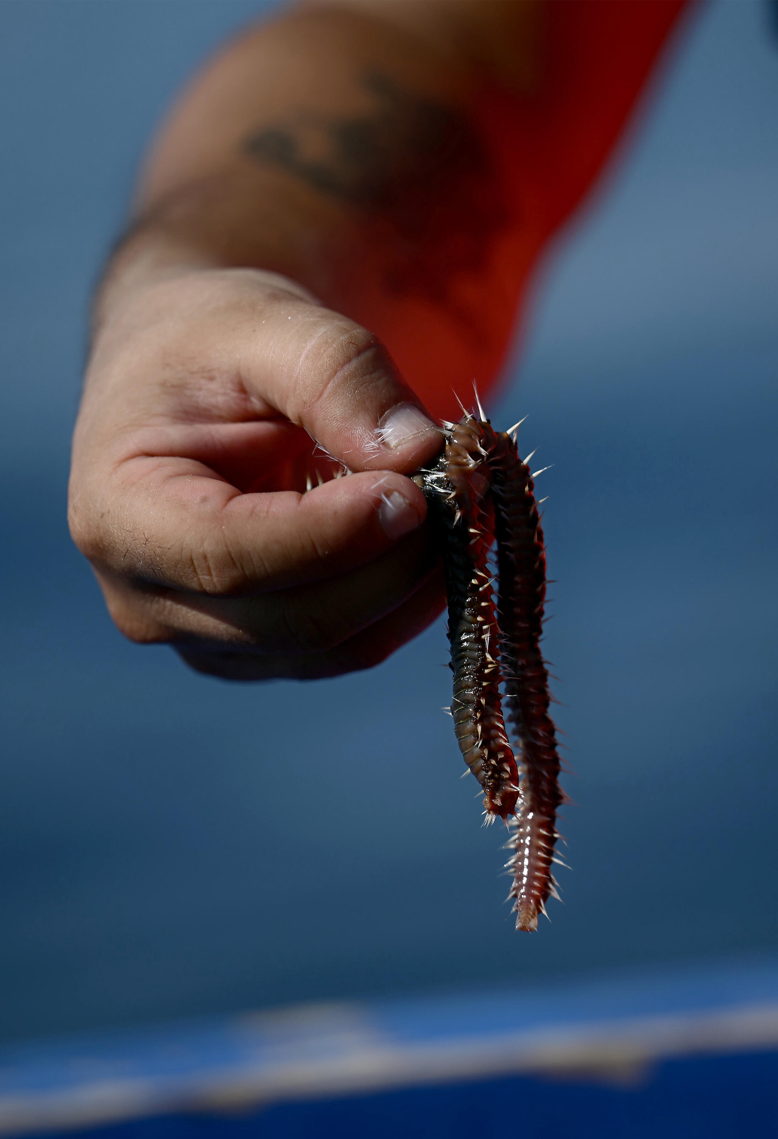 Bearded fireworm stalks shallows as Mediterranean warms