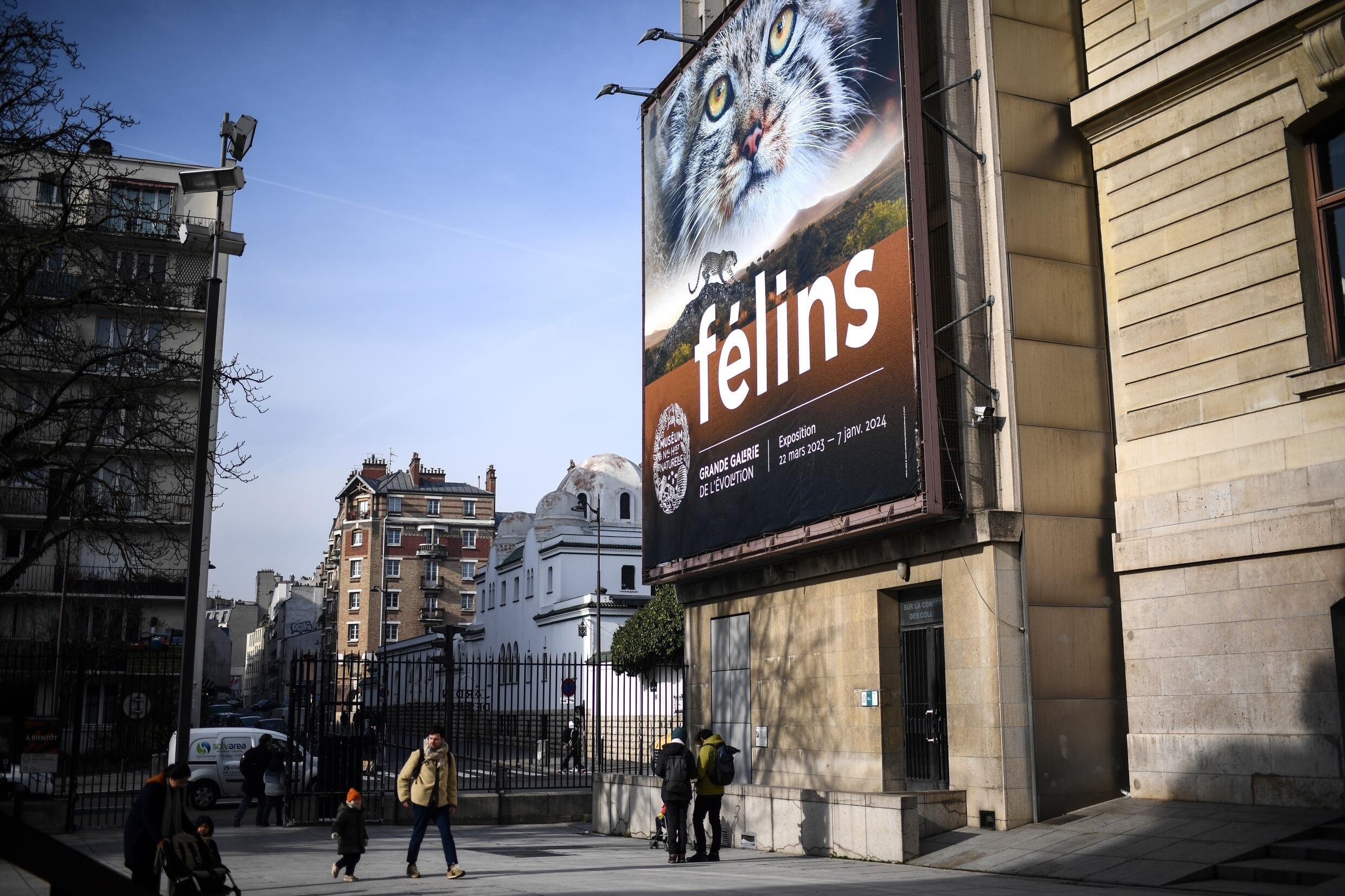Le peuple majestueux des félins se dévoile à la Grande galerie de l ...