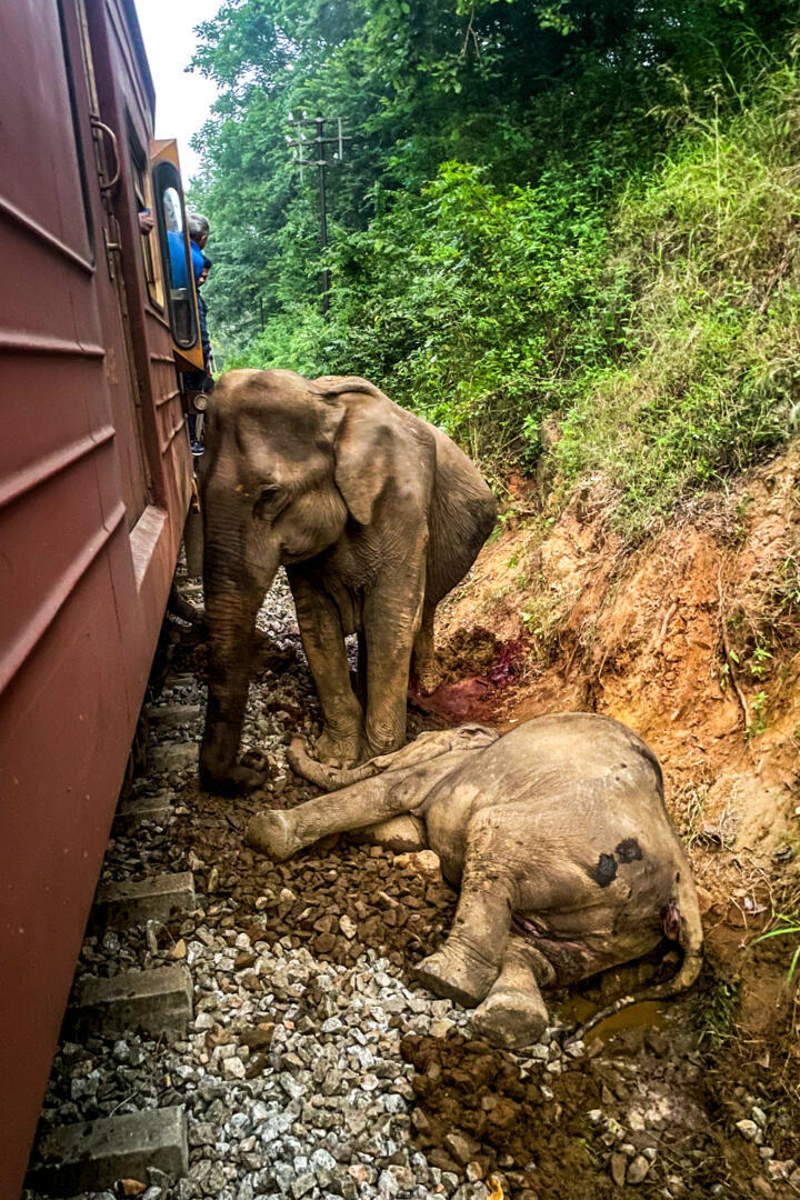 Sri Lanka passenger train kills six elephants