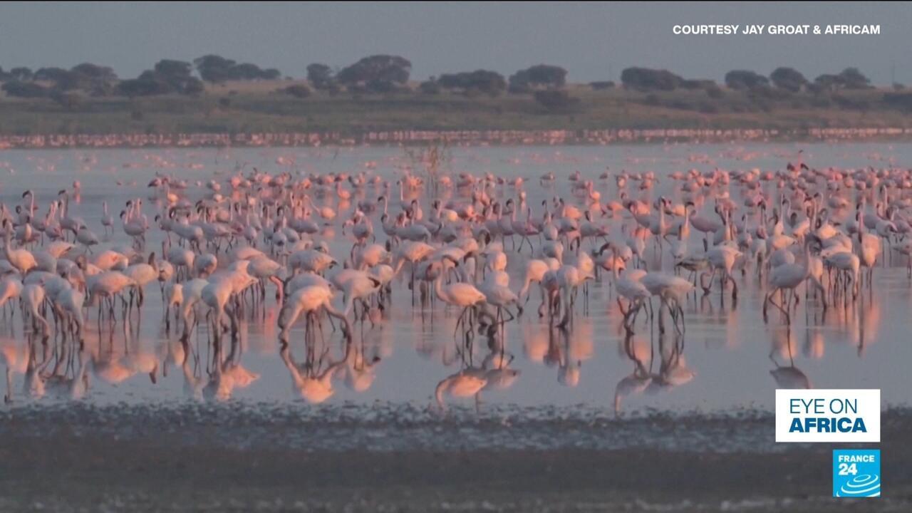 Eye on Africa: In South Africa lesser flamingo loose breeding site ...