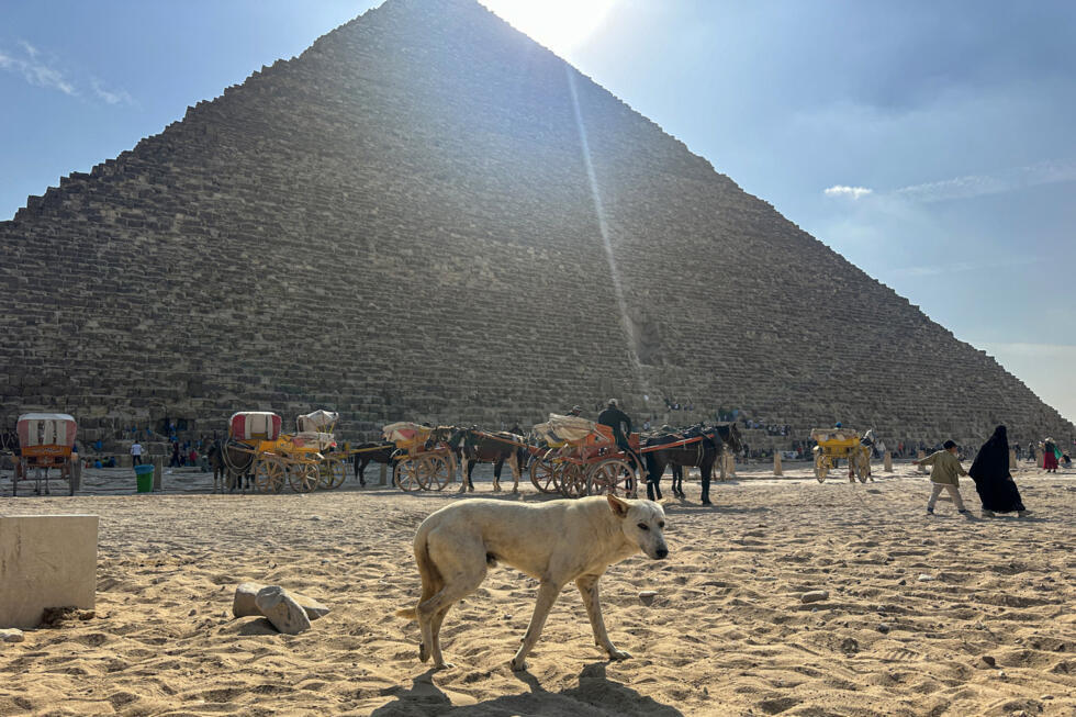 Stray dogs in Giza become tourist draw after 'pyramid puppy' sensation