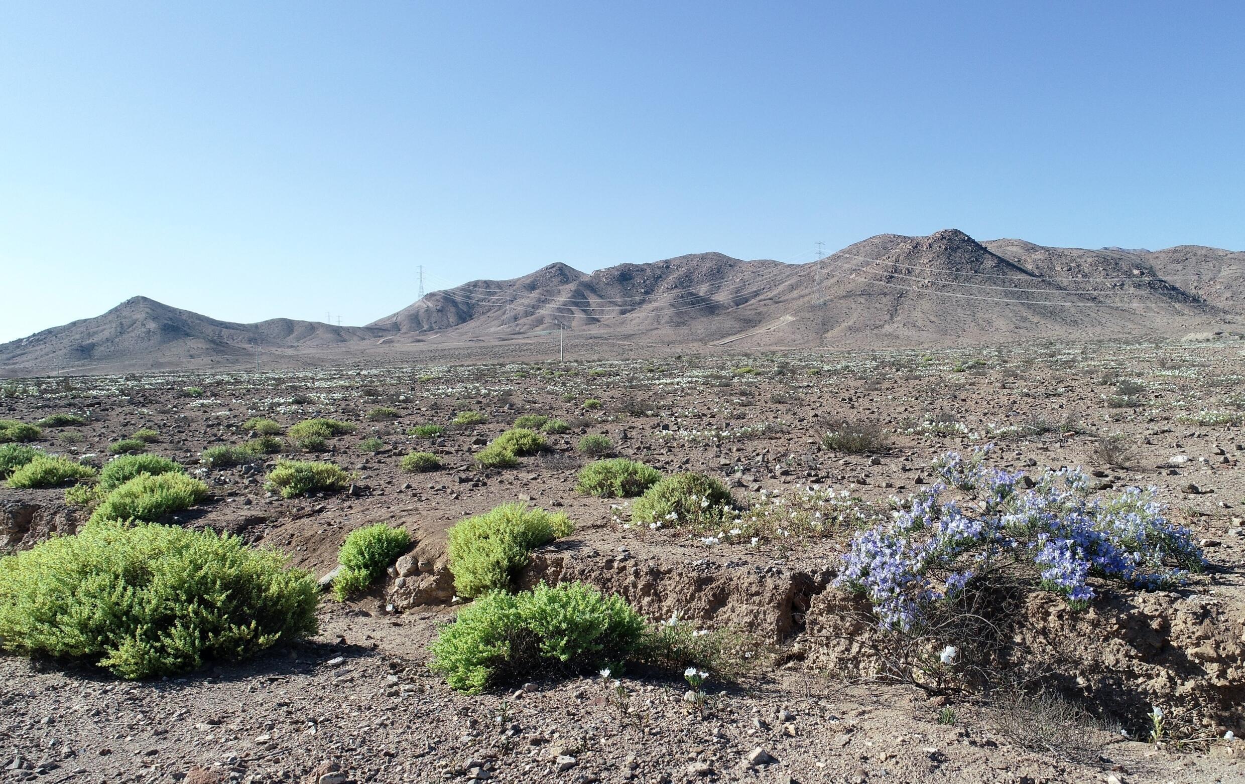 Unusual rainfall brings winter flowers to Chile's Atacama desert