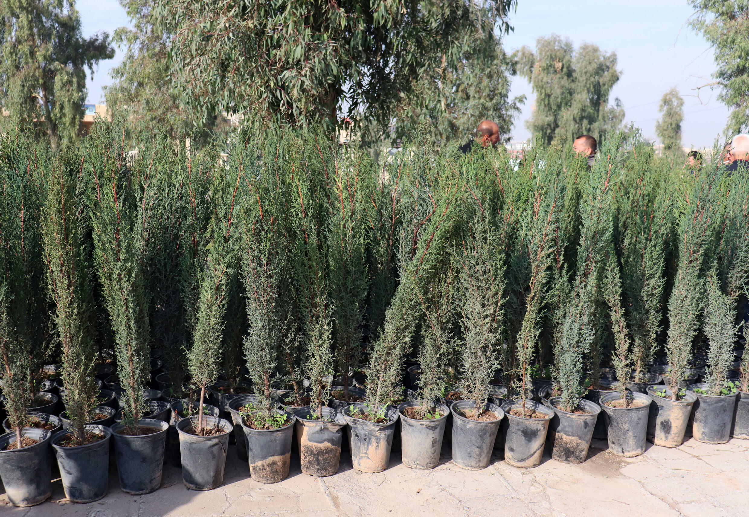 Hope takes root with tree planting in war-wrecked Iraq city