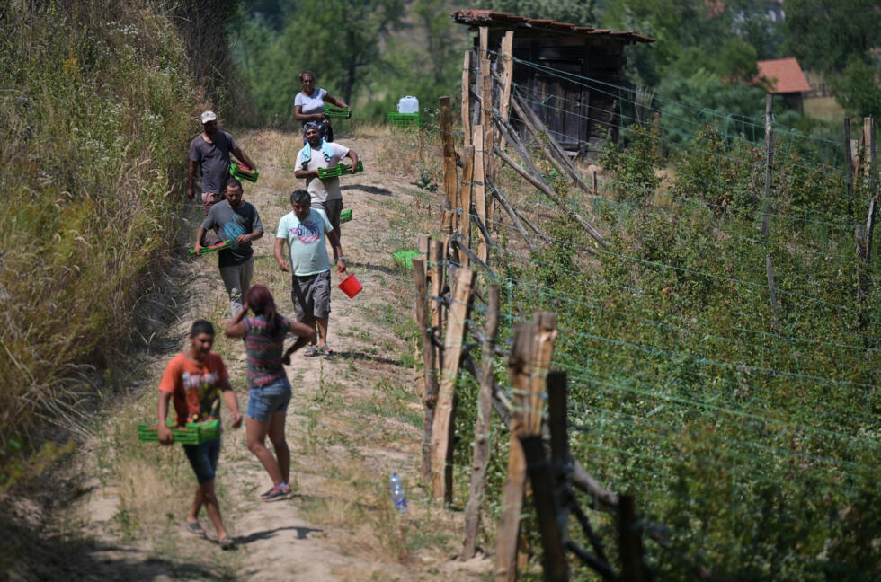 Drought-hit Serbian raspberry farmers fear 'catastrophic' future