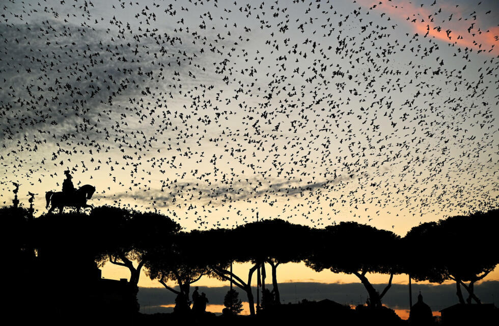 Magical but messy: Rome scares off its starlings