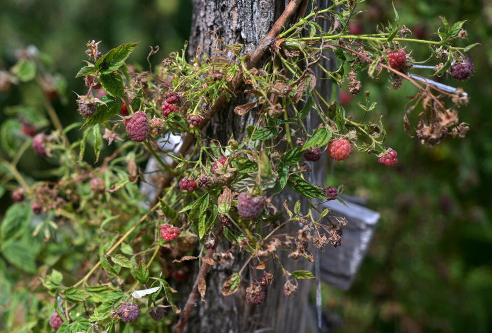 Drought-hit Serbian raspberry farmers fear 'catastrophic' future