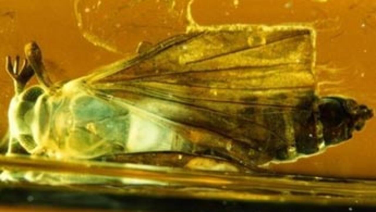 Unknown insects found in ancient amber - France 24