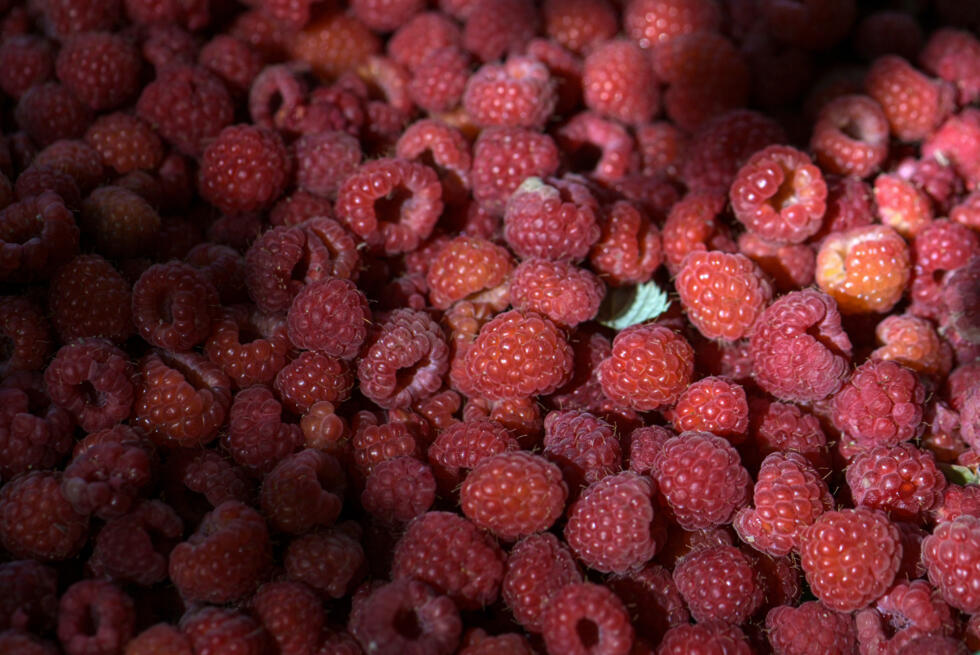 Drought-hit Serbian raspberry farmers fear 'catastrophic' future