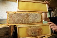 'Bees starving' in disastrous year for French honey