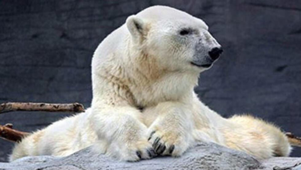 World's oldest polar bear dies