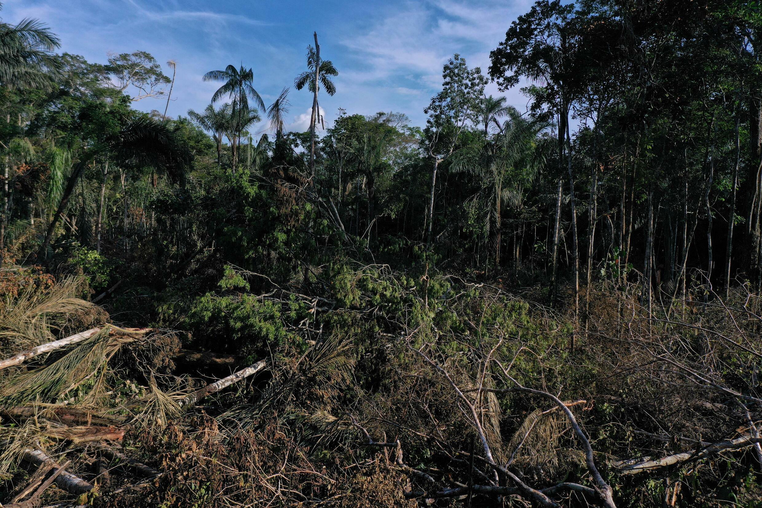 Colombian Amazon: casualty of peace