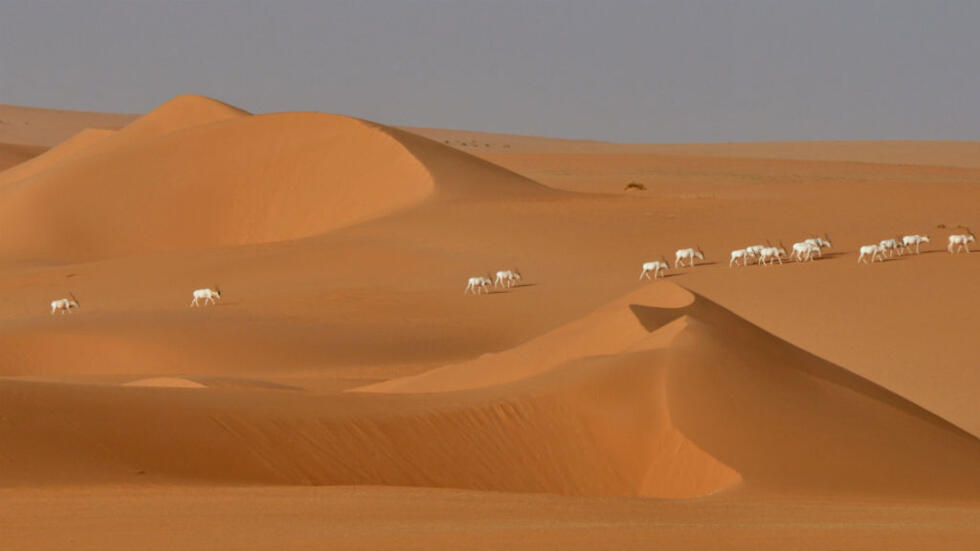 Bodies of 34 migrants, including 20 children, found in Niger desert