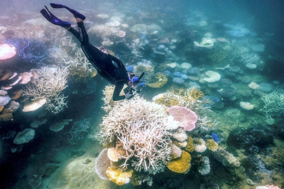 Australia's Great Barrier Reef hit by record bleaching