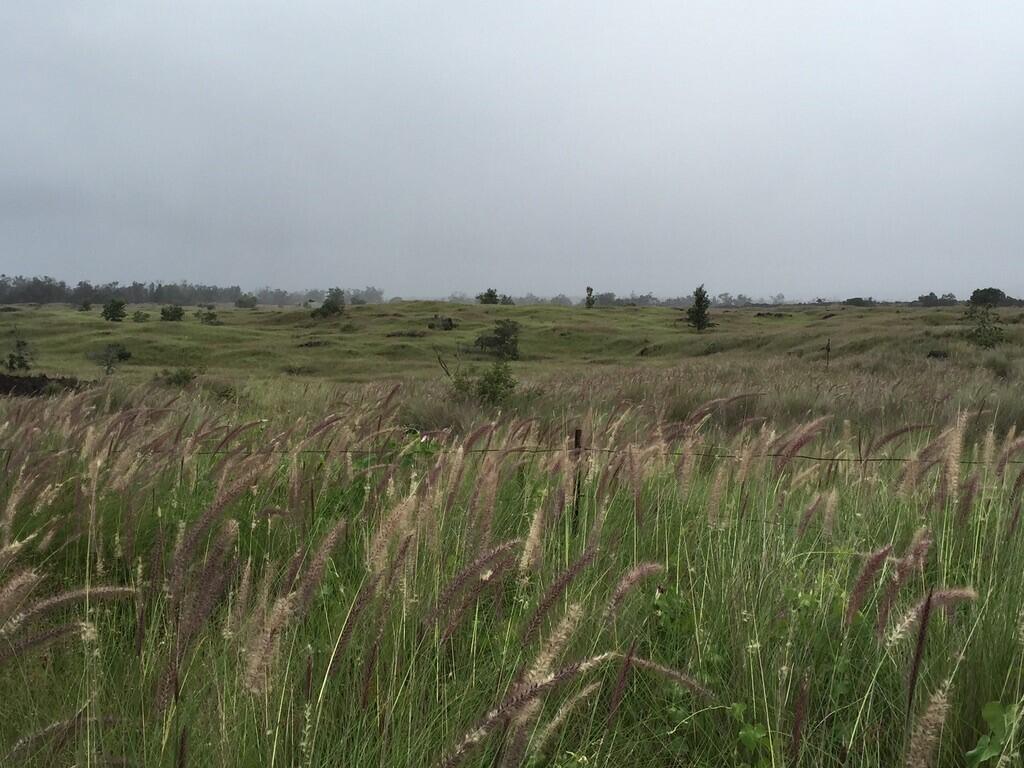 Invasive firestarter: How non-native grasses turned Hawaii into a tinderbox