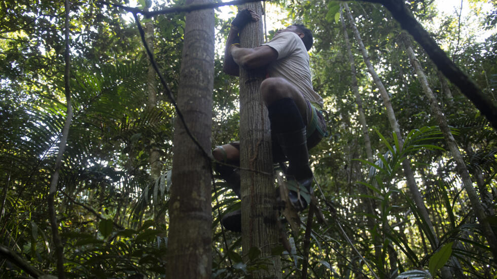 Amazon: The tree climbers taking risks for scientific discovery - France 24