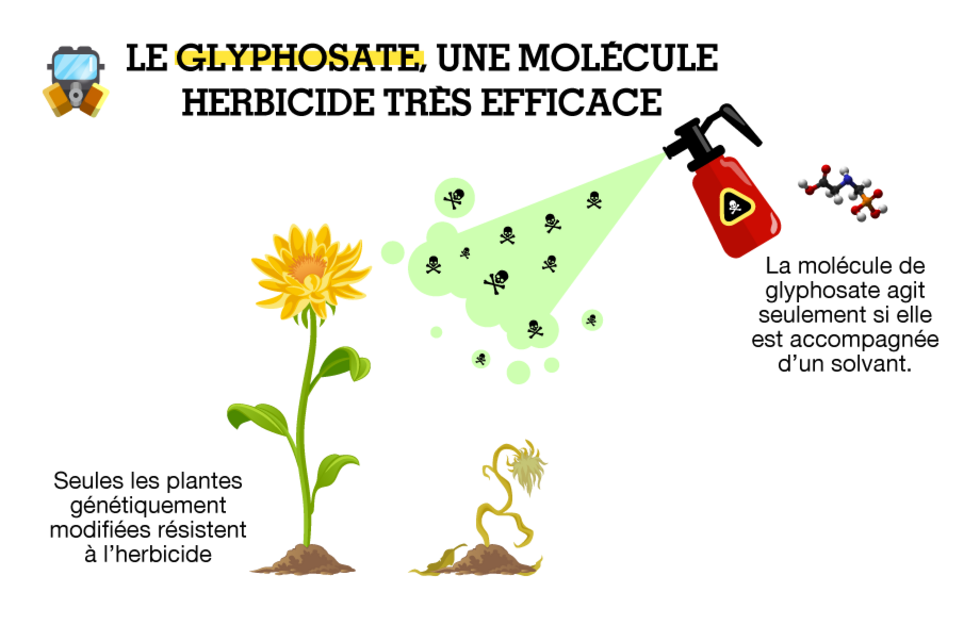 Dix choses à savoir sur le glyphosate - France 24