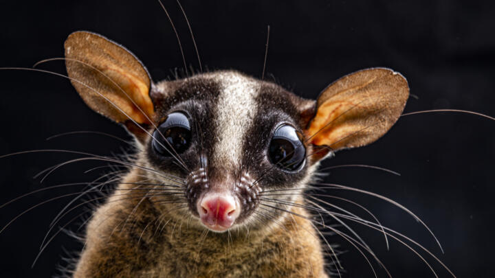 WWF: desde 1970, América Latina ha sufrido graves pérdidas en su ...