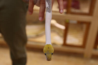 Saudi masters 'live art' of python crossbreeding in palace home - France 24