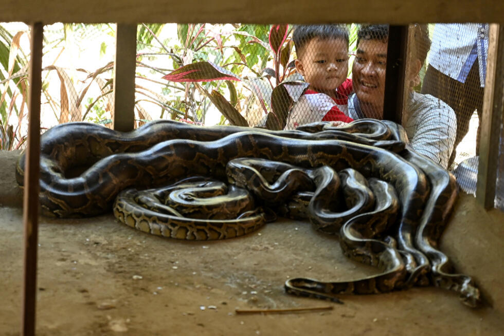 Pythons on your porch? Call Myanmar's 'Snake Princess'