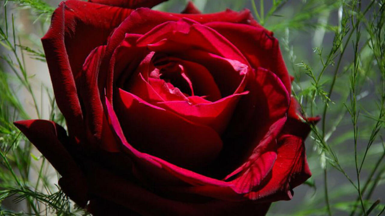 VIDEO: Ethiopia rose farms in export overdrive for Valentine’s Day