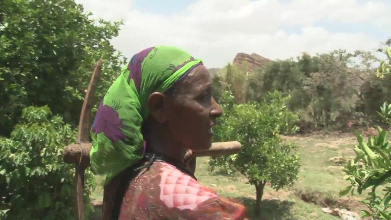 Permaculture brings prosperity to Ethiopia's rural areas - Focus