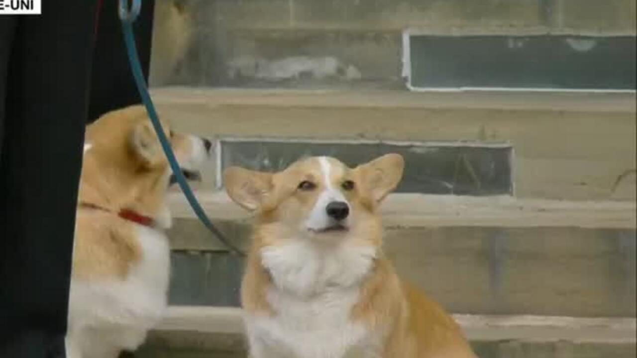 Que va-t-il advenir des fameux corgis de la reine Elizabeth II ? - France 24