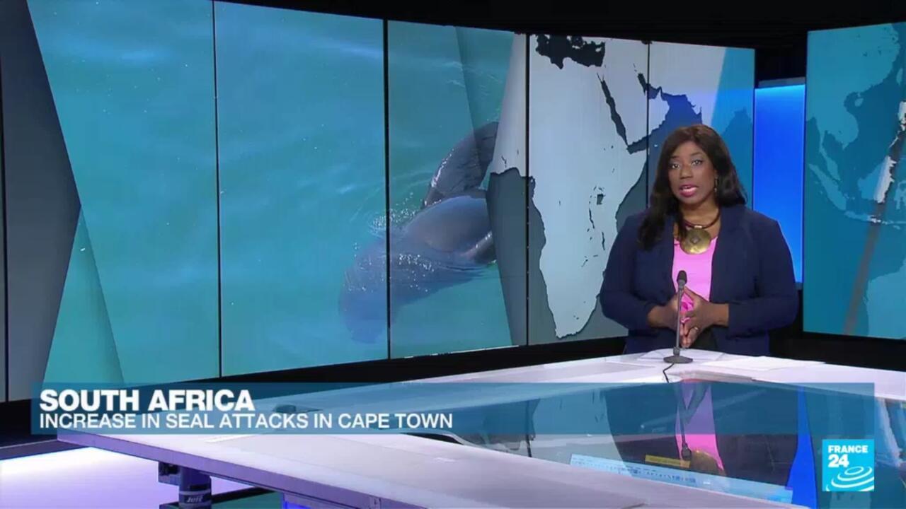 Poisoned and hyperaggressive seals attack Cape Town tourists - Across ...