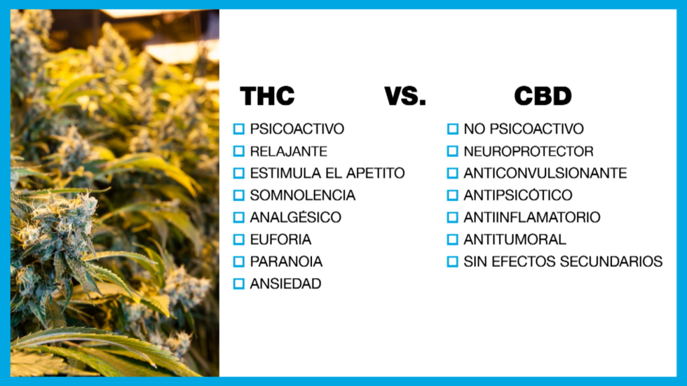 ¿Qué es la marihuana medicinal? Los usos de los compuestos derivados de ...