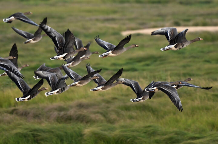 Dam plans threatens China's migratory bird haven