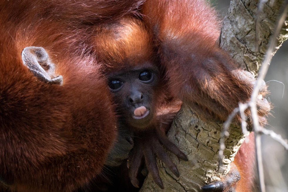 Revealed: Why monkeys are better at yodelling than humans