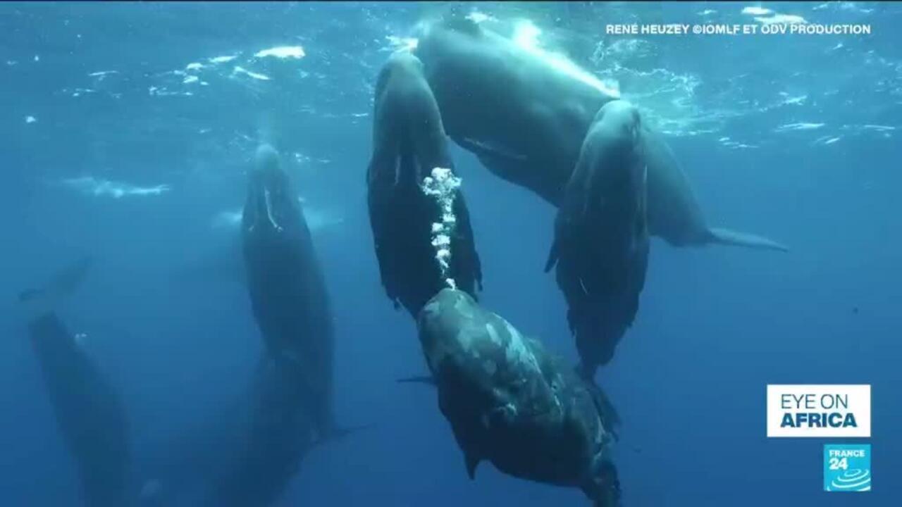 Team of researchers explore social bonds of sperm whales in Mauritius - France 24
