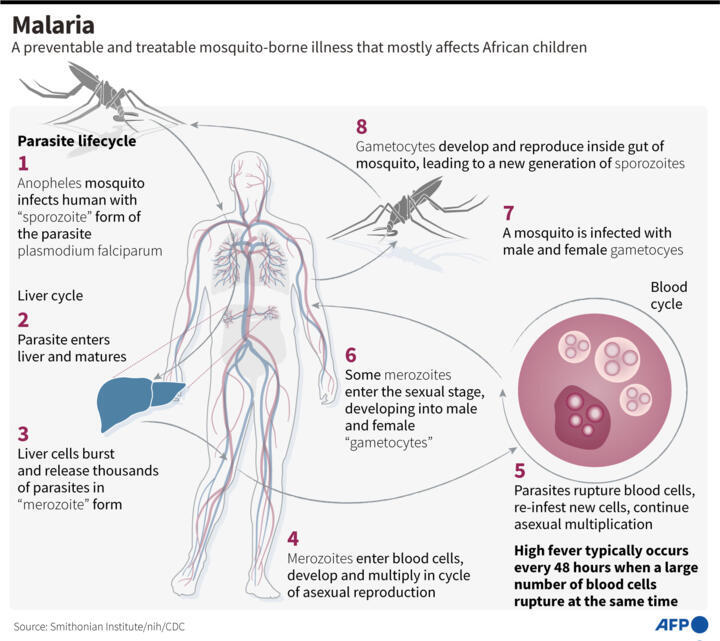 Invasive malaria mosquito spreading in Africa, researchers warn