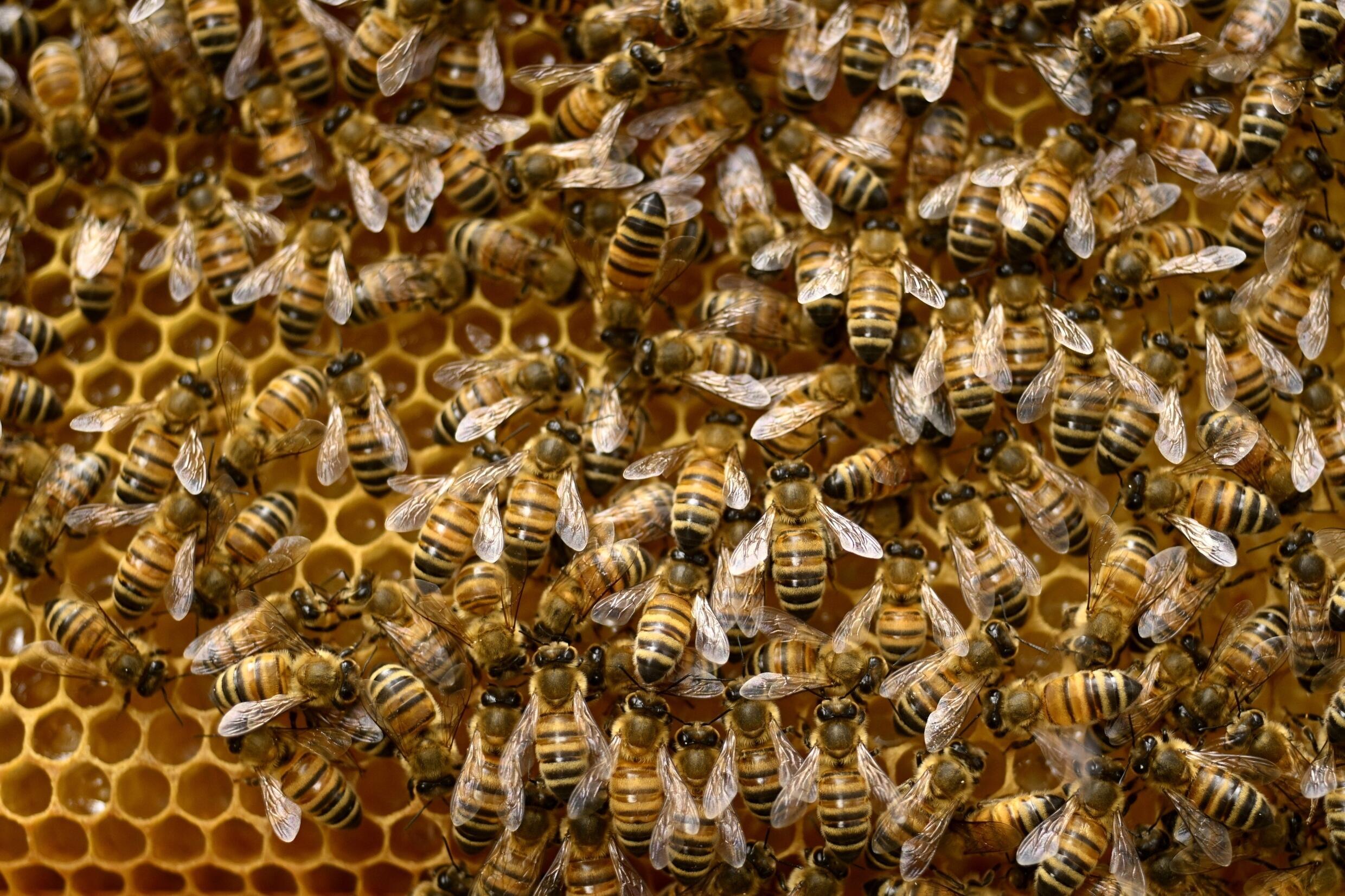 Europe's bees stung by climate, pesticides and parasites