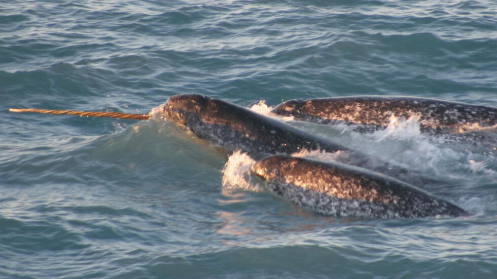 Le mystère de la défense des narvals a enfin été résolu