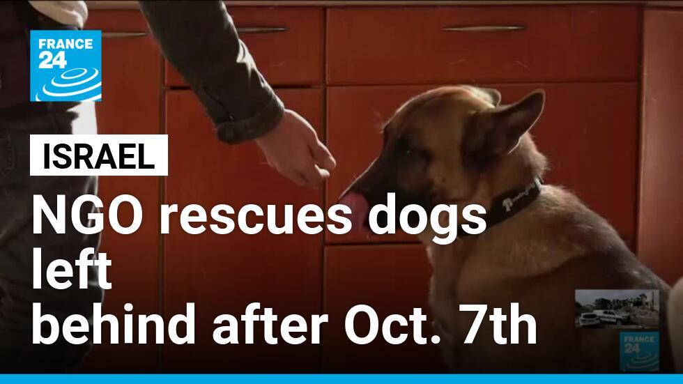 Animals victims of the war: NGO in Israel rescues dogs left behind ...