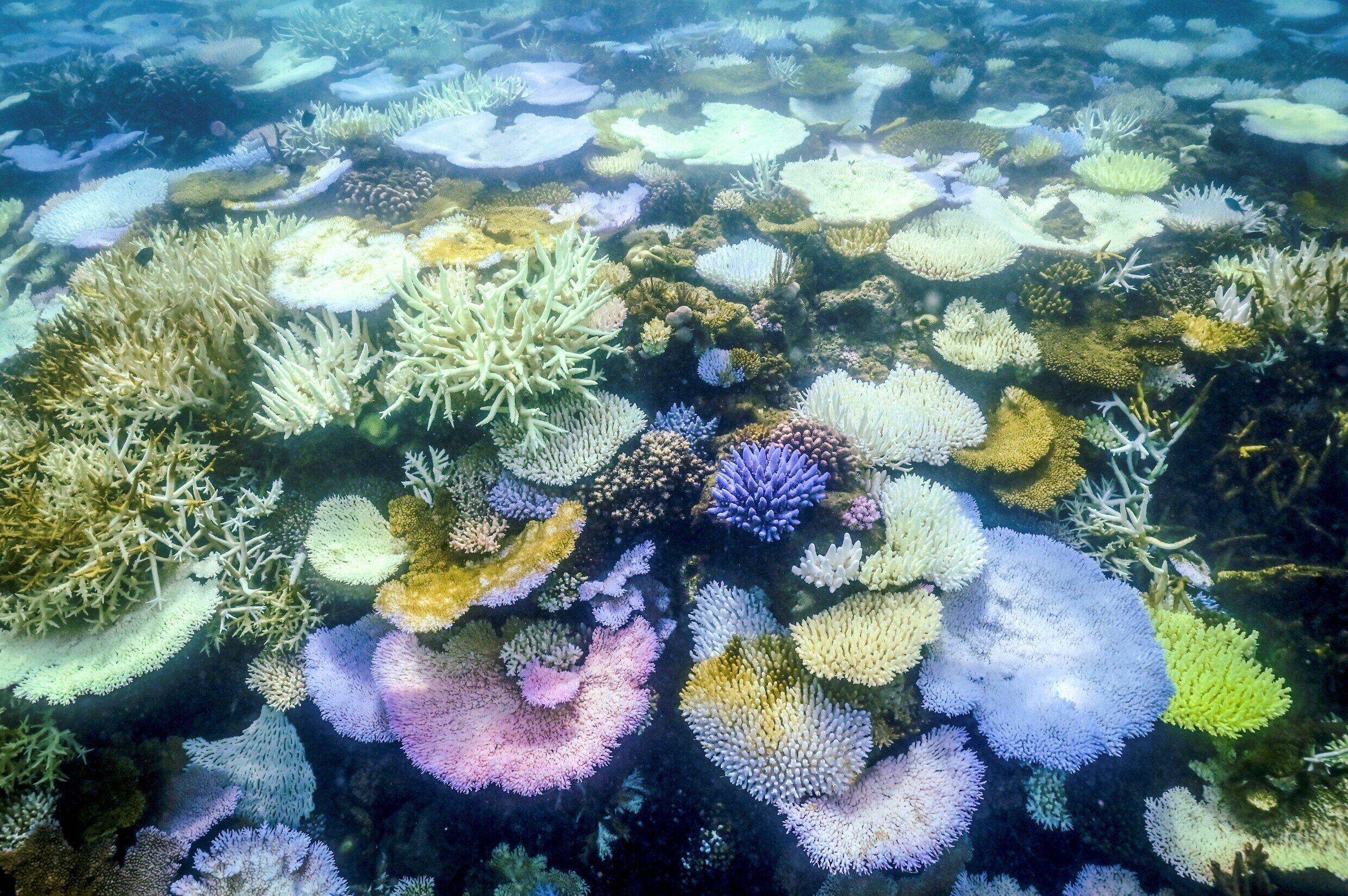 Australie : la Grande Barrière de corail n'a jamais autant blanchi