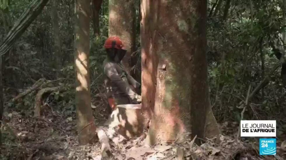 Le Gabon veut limiter sa dépendance au pétrole par l'exploitation ...