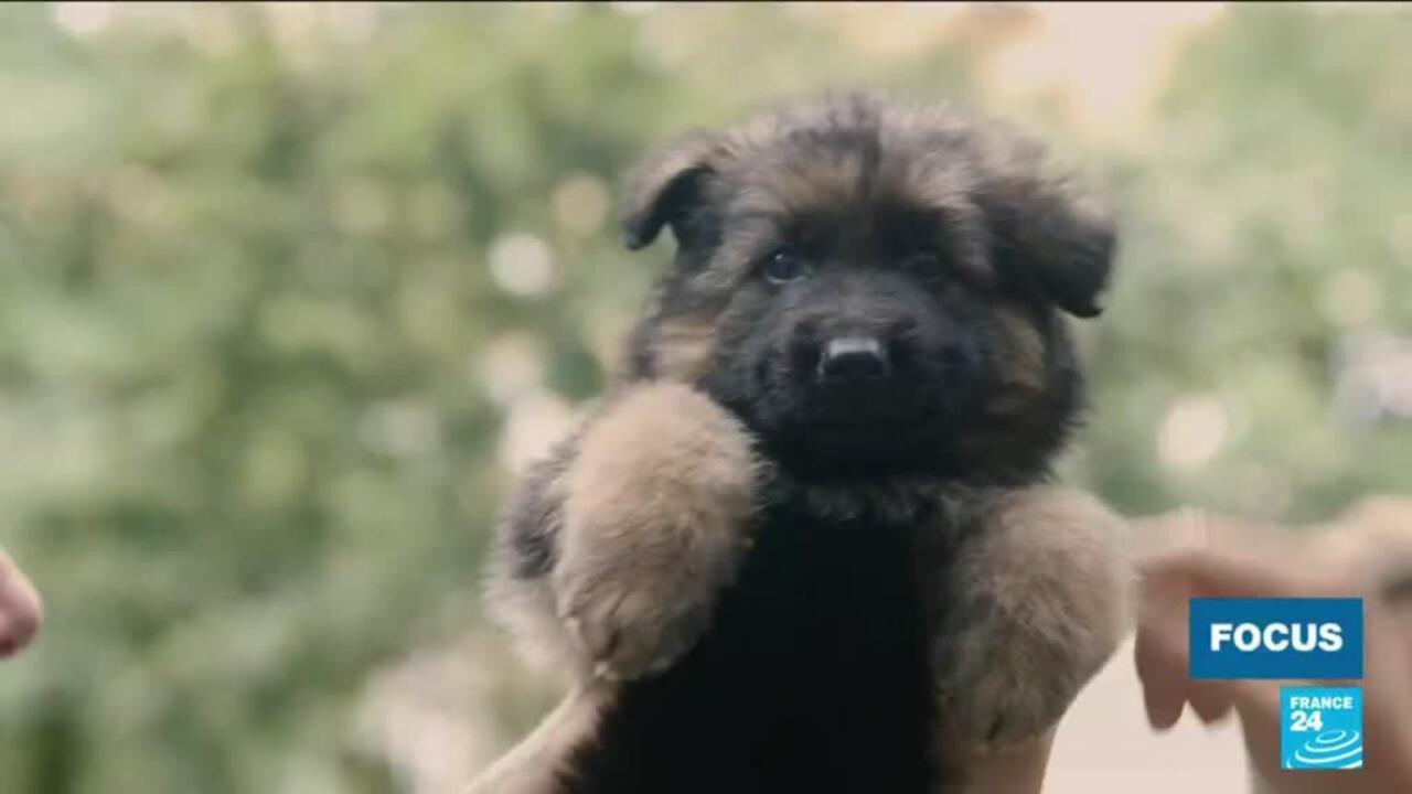 Puppy trafficking in Europe, a 'well-organised mafia' - France 24